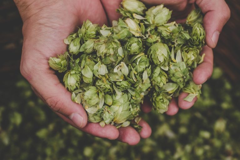 New German Hops that Will Rock the Market